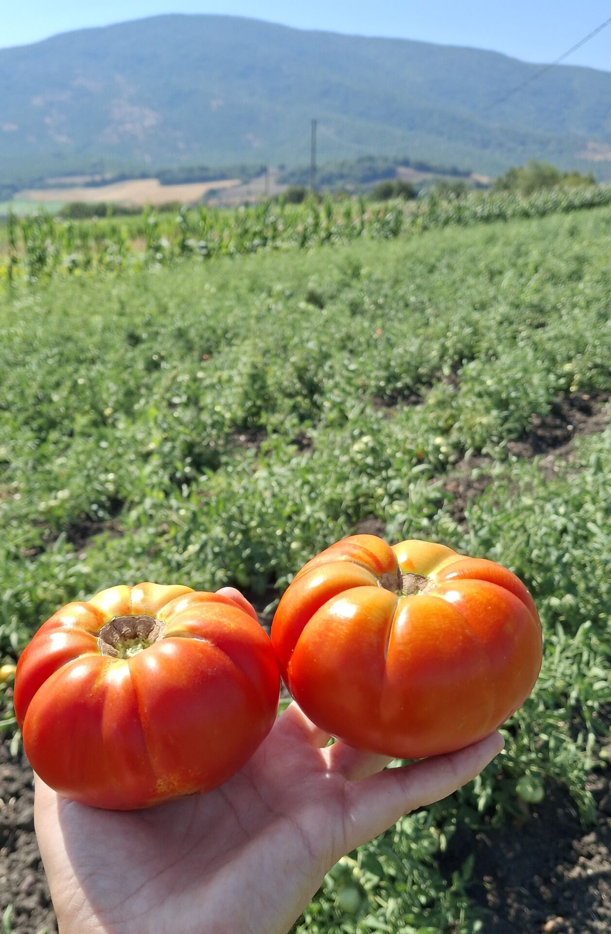 Organik Sofralık Domates (500gr) | Organik Pazar